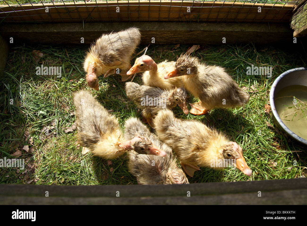 Baby geese farm outside hutch birds hi-res stock photography and images ...