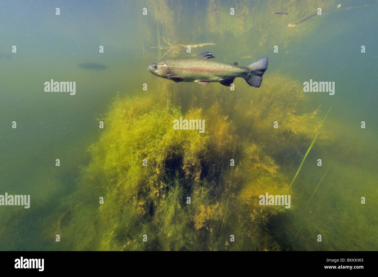 Underwater rainbow hi-res stock photography and images - Alamy
