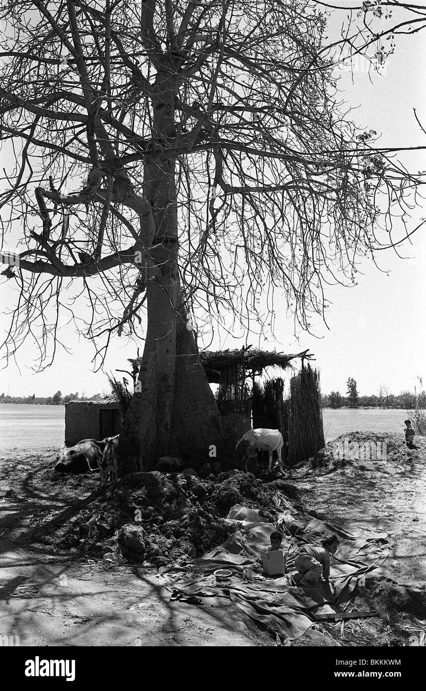 A poor homestead on the banks of the Nile at Qanater with children and ...