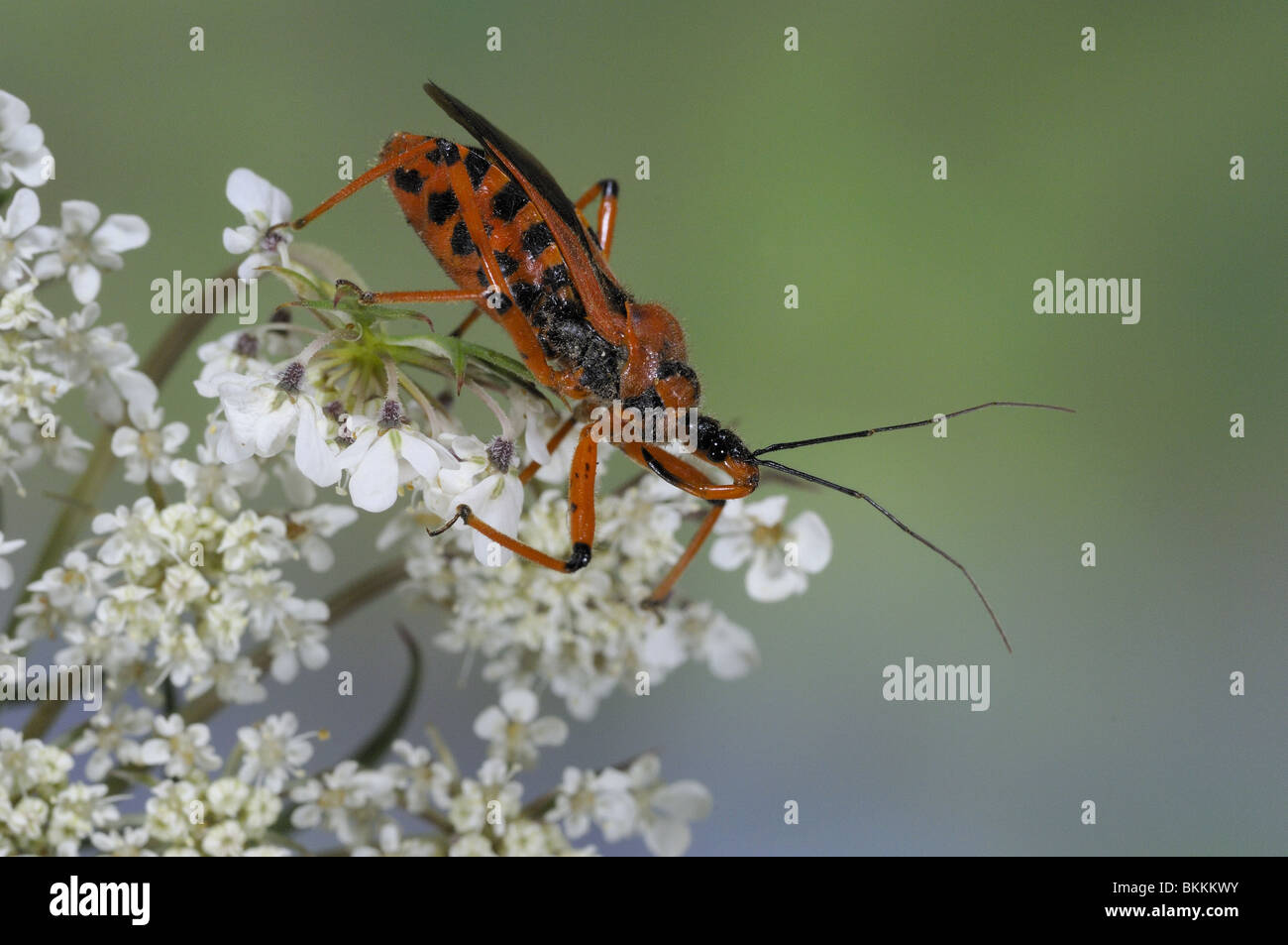 Red assassin bug on umbel in Provence France Stock Photo - Alamy