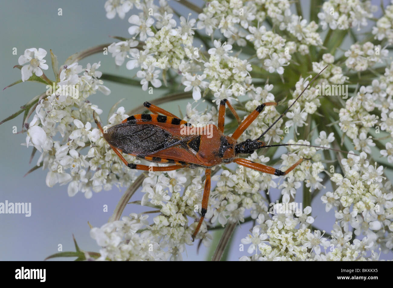 Red assassin bug on umbel in Provence France Stock Photo - Alamy