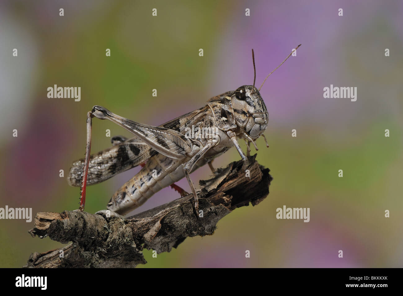 Grasshopper Oedaleus decorus (brown form) on a dead branch Stock Photo ...