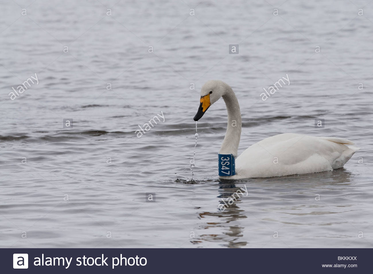 Swan Of Finland Stock Photos & Swan Of Finland Stock Images - Alamy