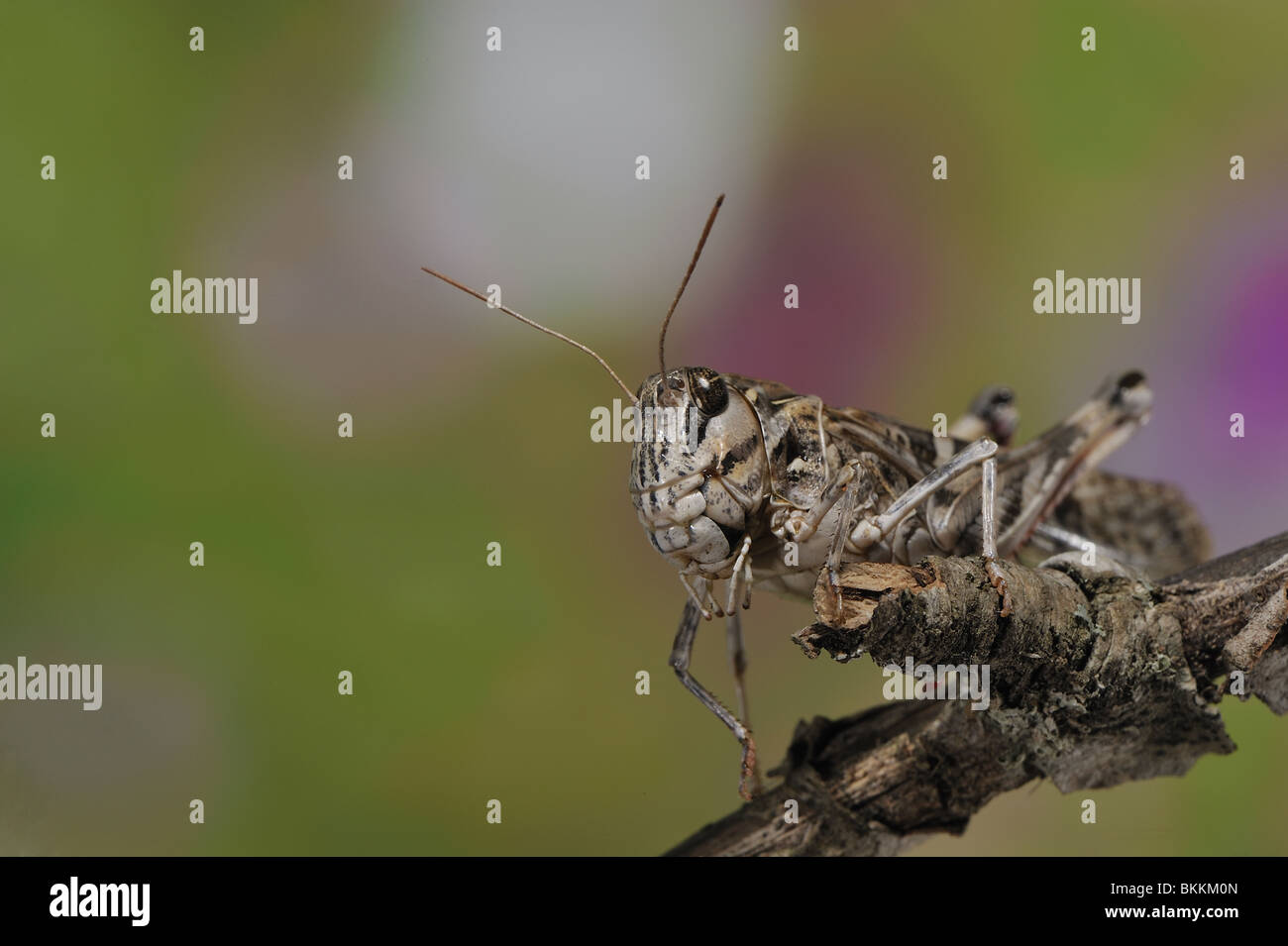Grasshopper Oedaleus decorus (brown form) on a dead branch Stock Photo ...