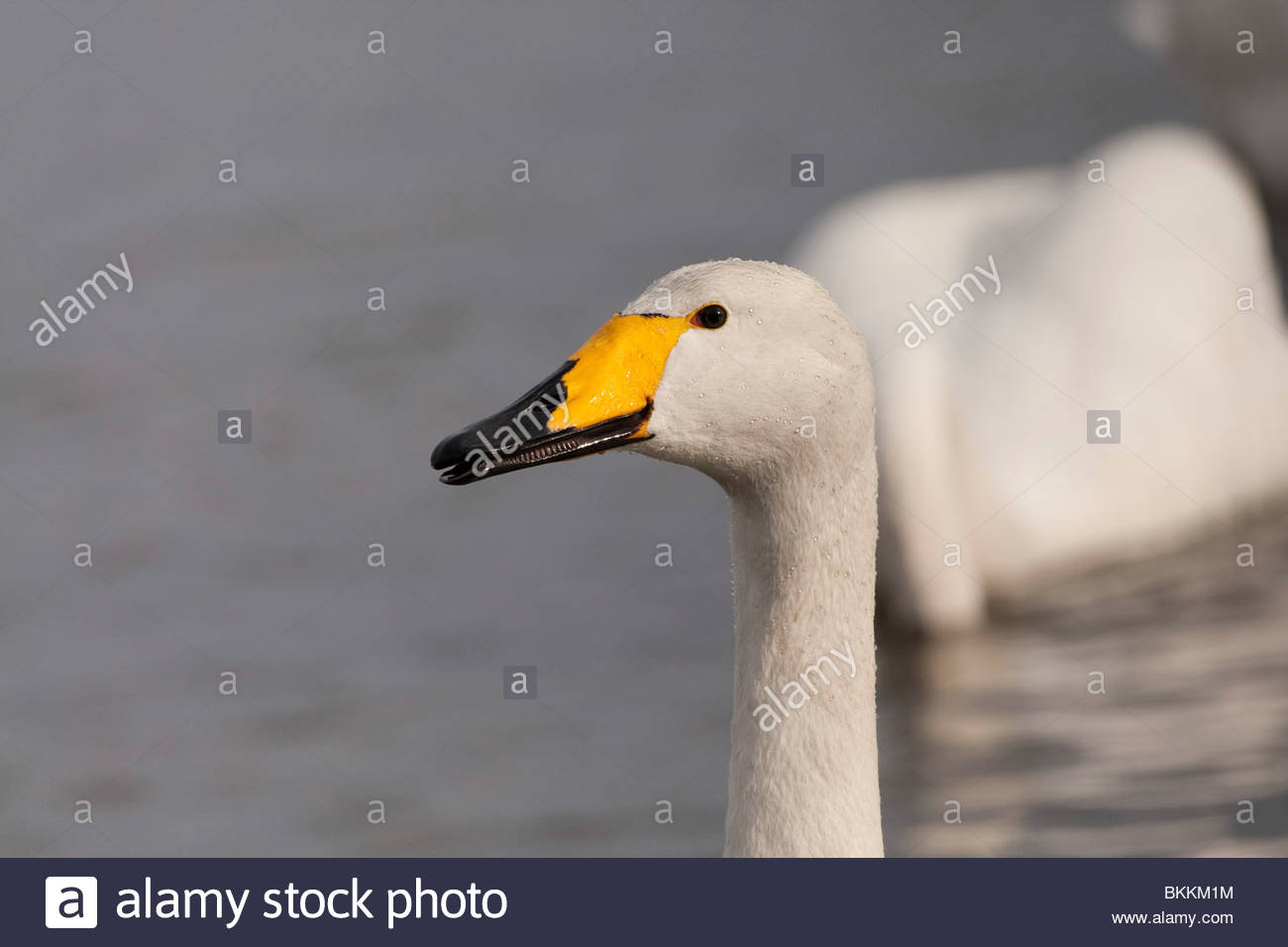 Swan Of Finland Stock Photos & Swan Of Finland Stock Images - Alamy