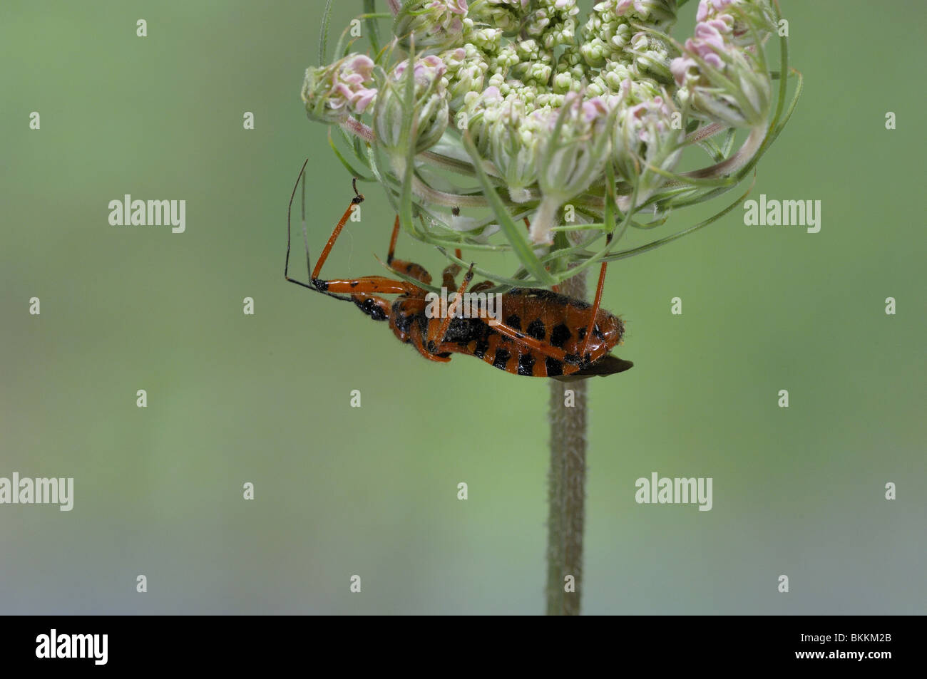 Red assassin bug on umbel in Provence France Stock Photo - Alamy