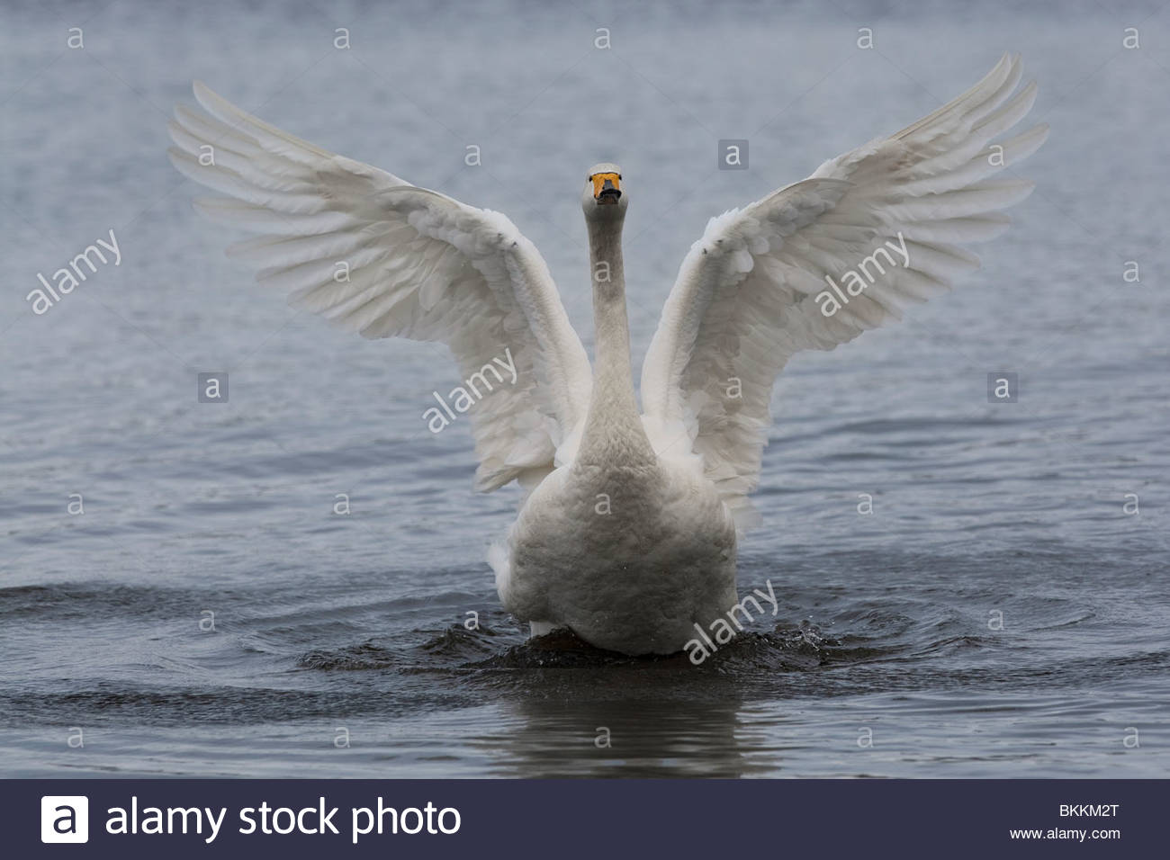 Swan Of Finland Stock Photos & Swan Of Finland Stock Images - Alamy