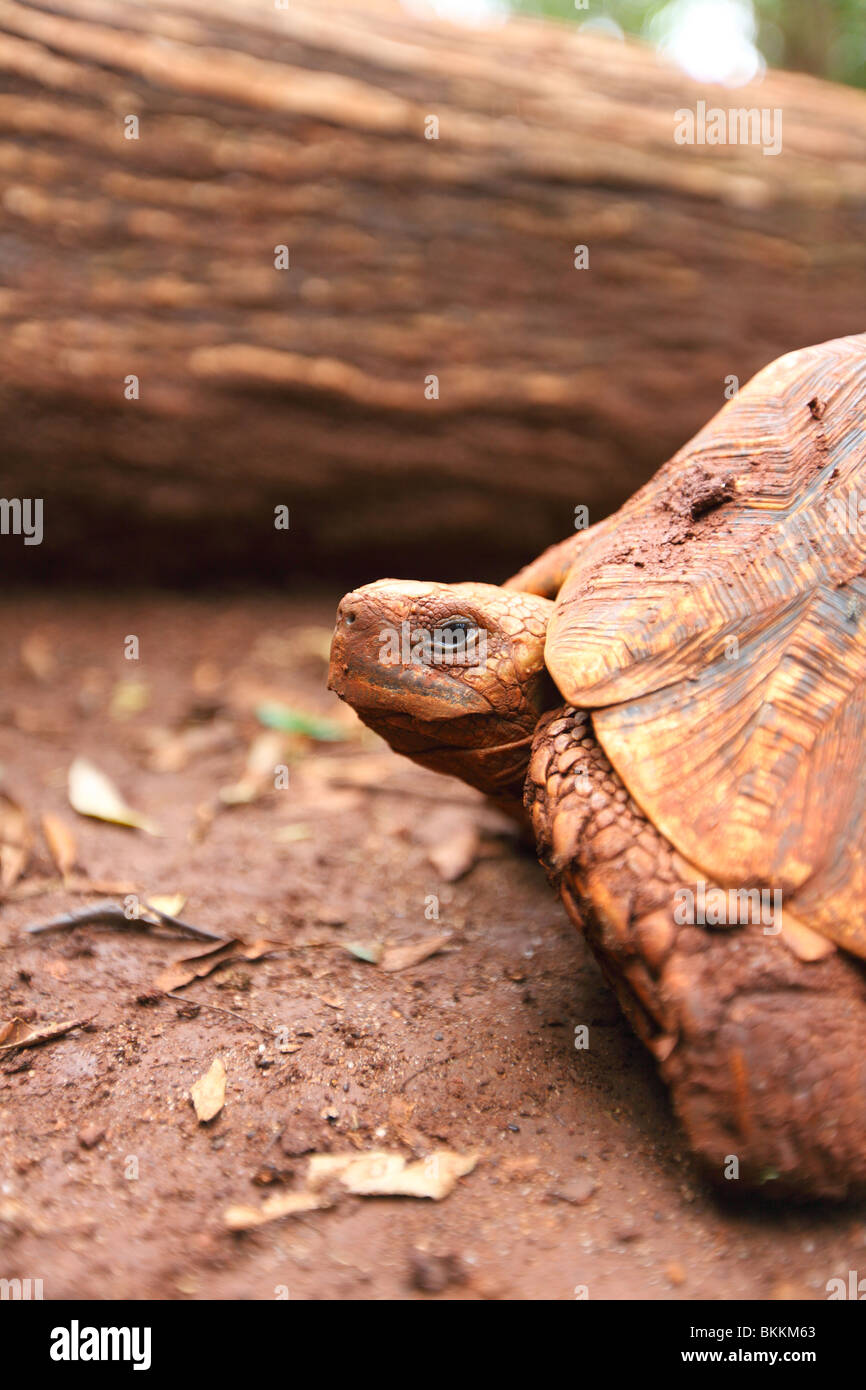 Nairobi kenya turtle hi-res stock photography and images - Alamy