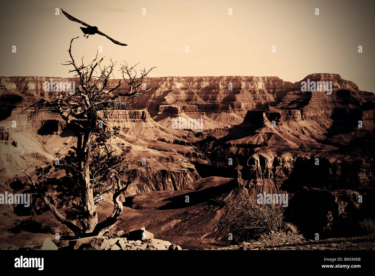 RAVEN FLYING OFF THE PINE TREE AT CEDAR RIDGE PLACE ON SOUTH KAIBAB ...