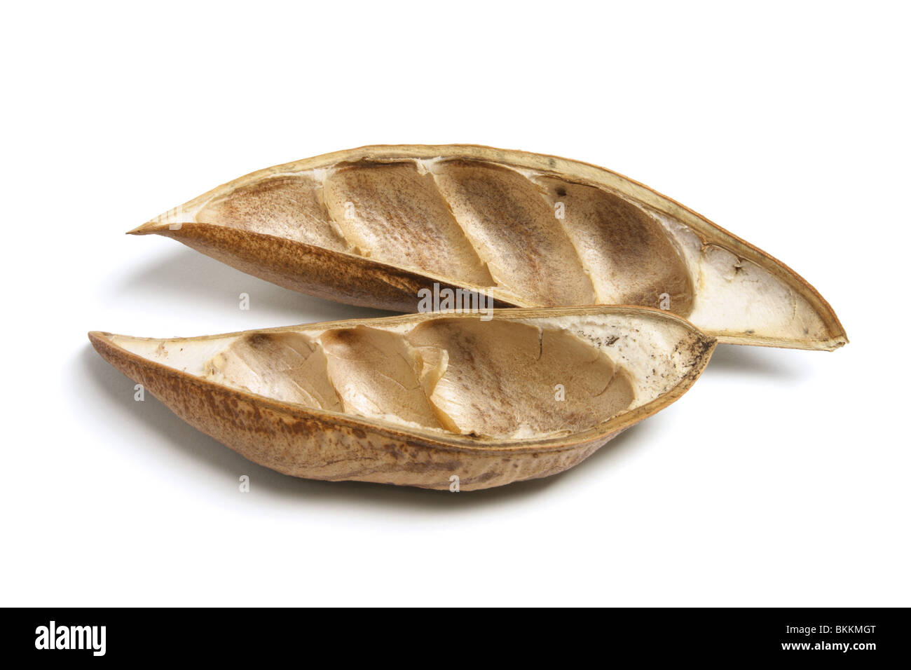 Empty seed pods Cut Out Stock Images & Pictures - Alamy