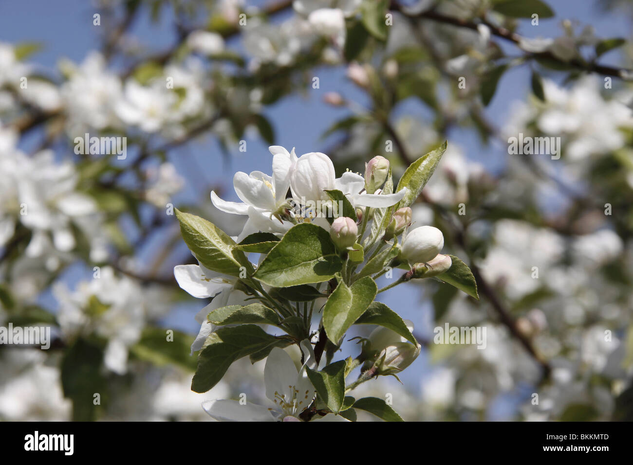 Crab apple tree hi-res stock photography and images - Alamy