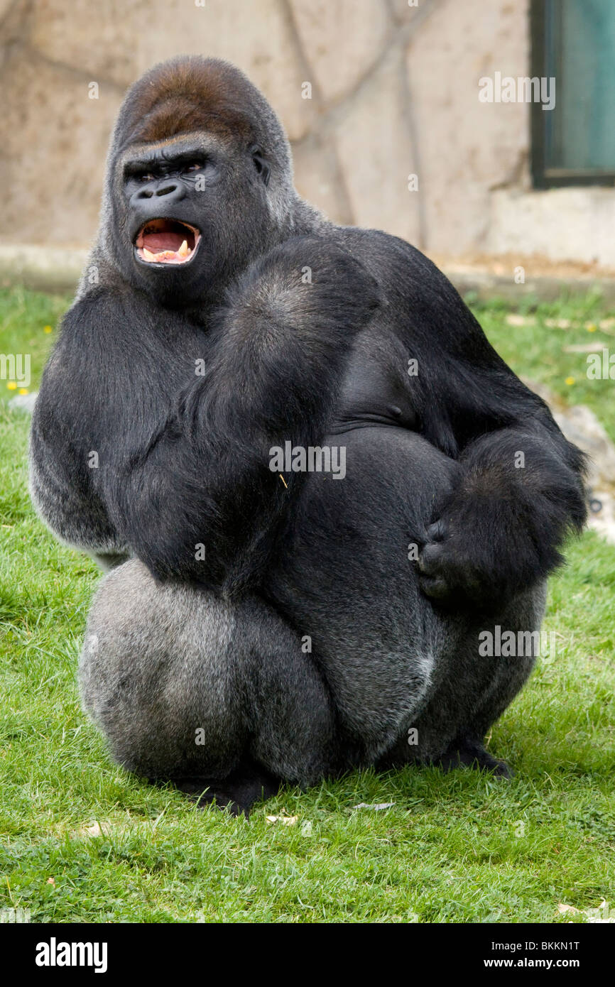 Male gorilla, beauval zoo Stock Photo - Alamy