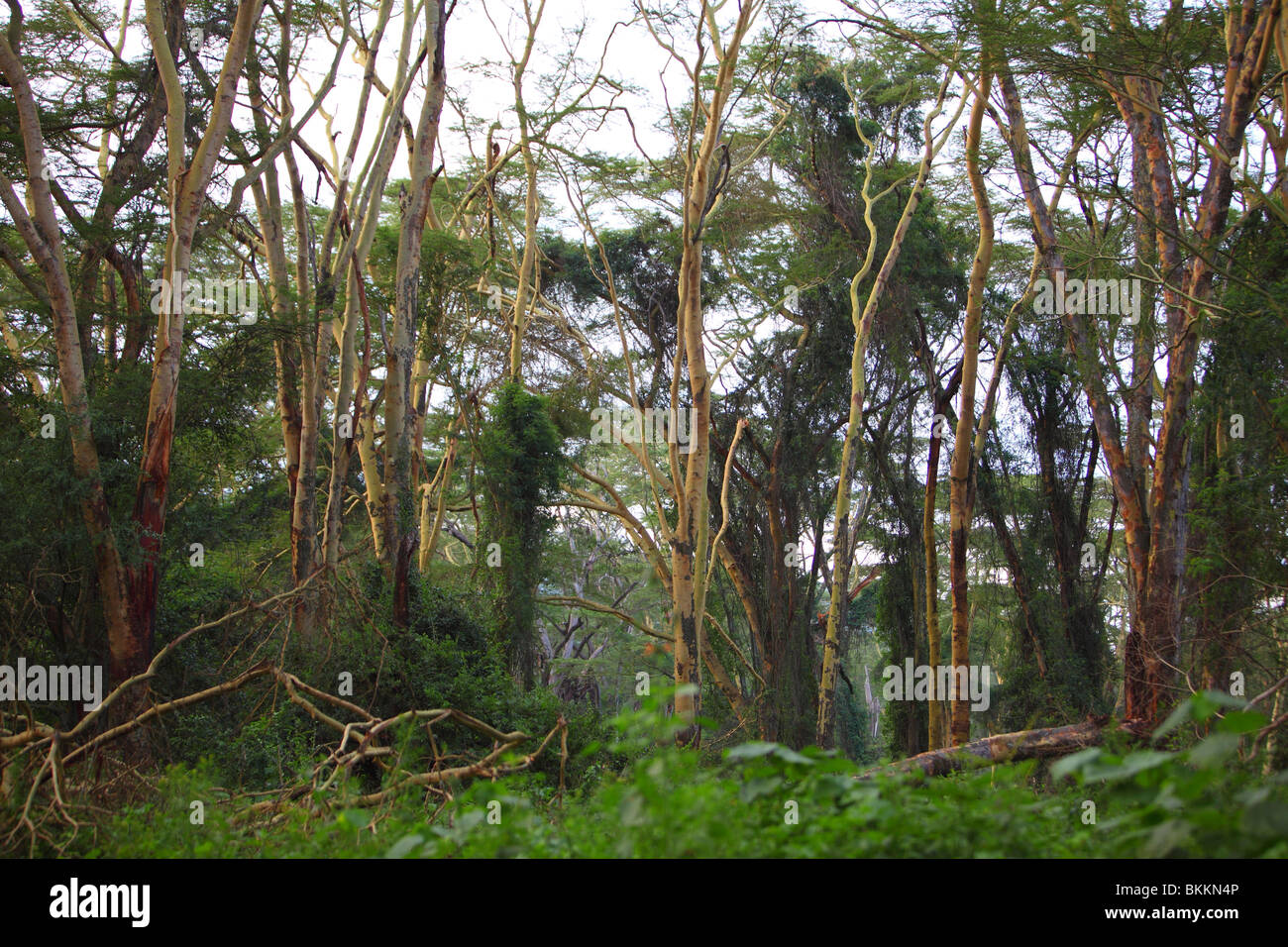 Kenya, Lake Nakuru National Park, green nature landscape Stock Photo ...