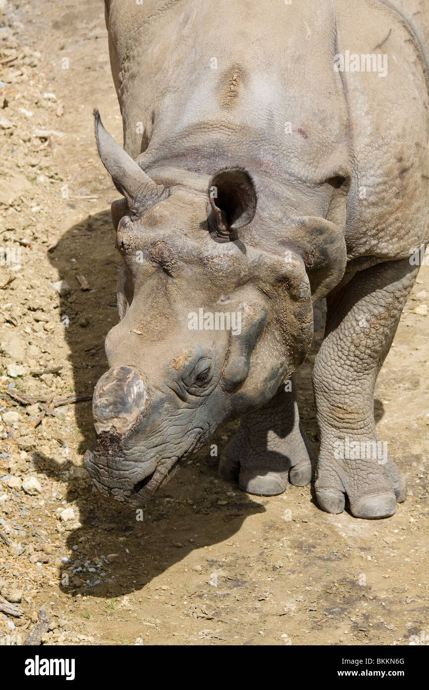 Javan rhinoceros hi-res stock photography and images - Alamy