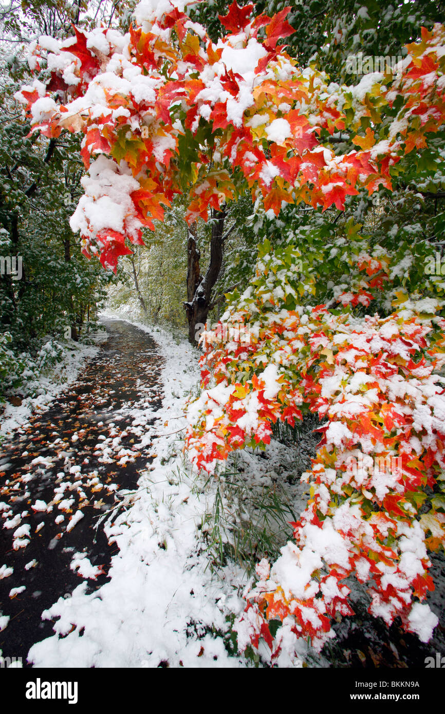 AN EARLY SNOW DECORATES LEAVES OF MAPLE TREES AT THE UNIVERSITY OF ...