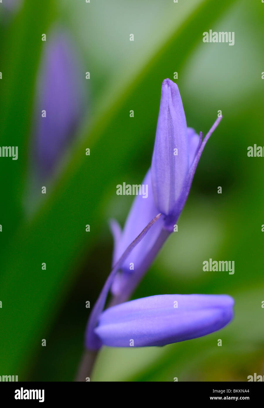 Early spring bluebell buds in English garden Stock Photo - Alamy