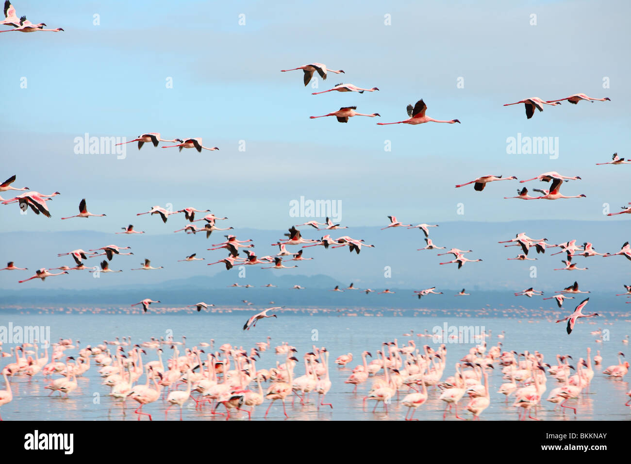 Kenya, Lake Nakuru National Park, Lesser Flamingo, pink bird ...