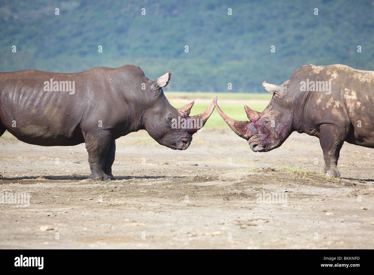 Rhino Vs Bull