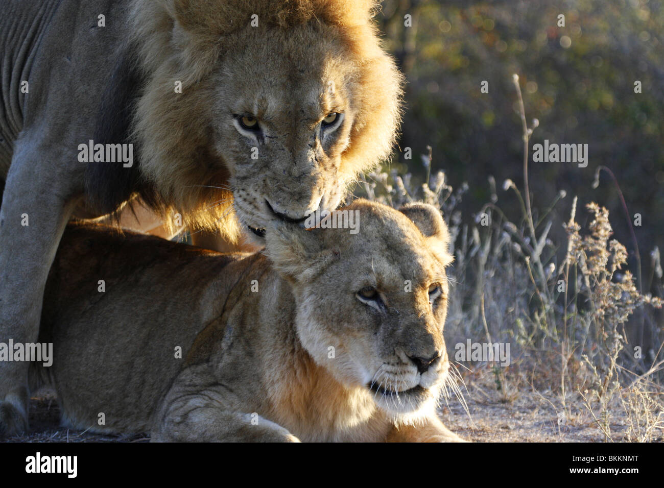 Mating lion hi-res stock photography and images - Alamy