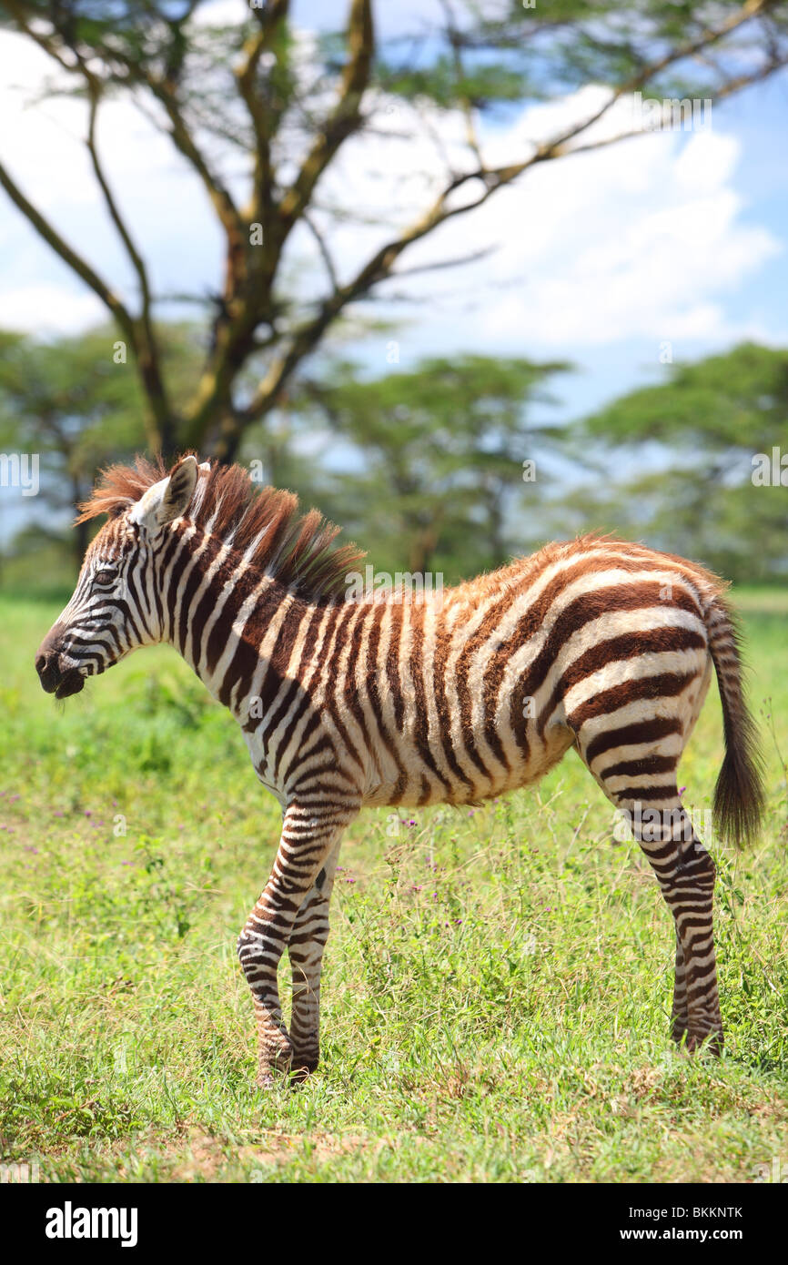 Kenya, Lake Nakuru National Park, young, zebra, Grant's Zebra Stock ...