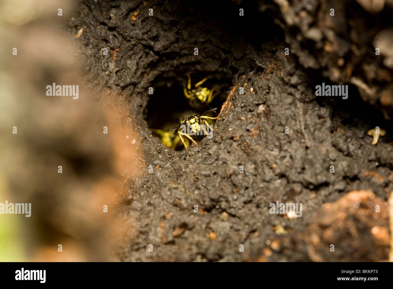 Yellowjacket Nest Stock Photos & Yellowjacket Nest Stock Images - Alamy