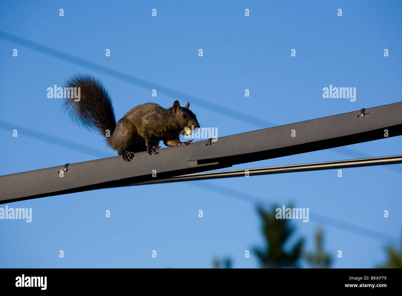 The black squirrel crossing a power in line with food Stock Photo - Alamy