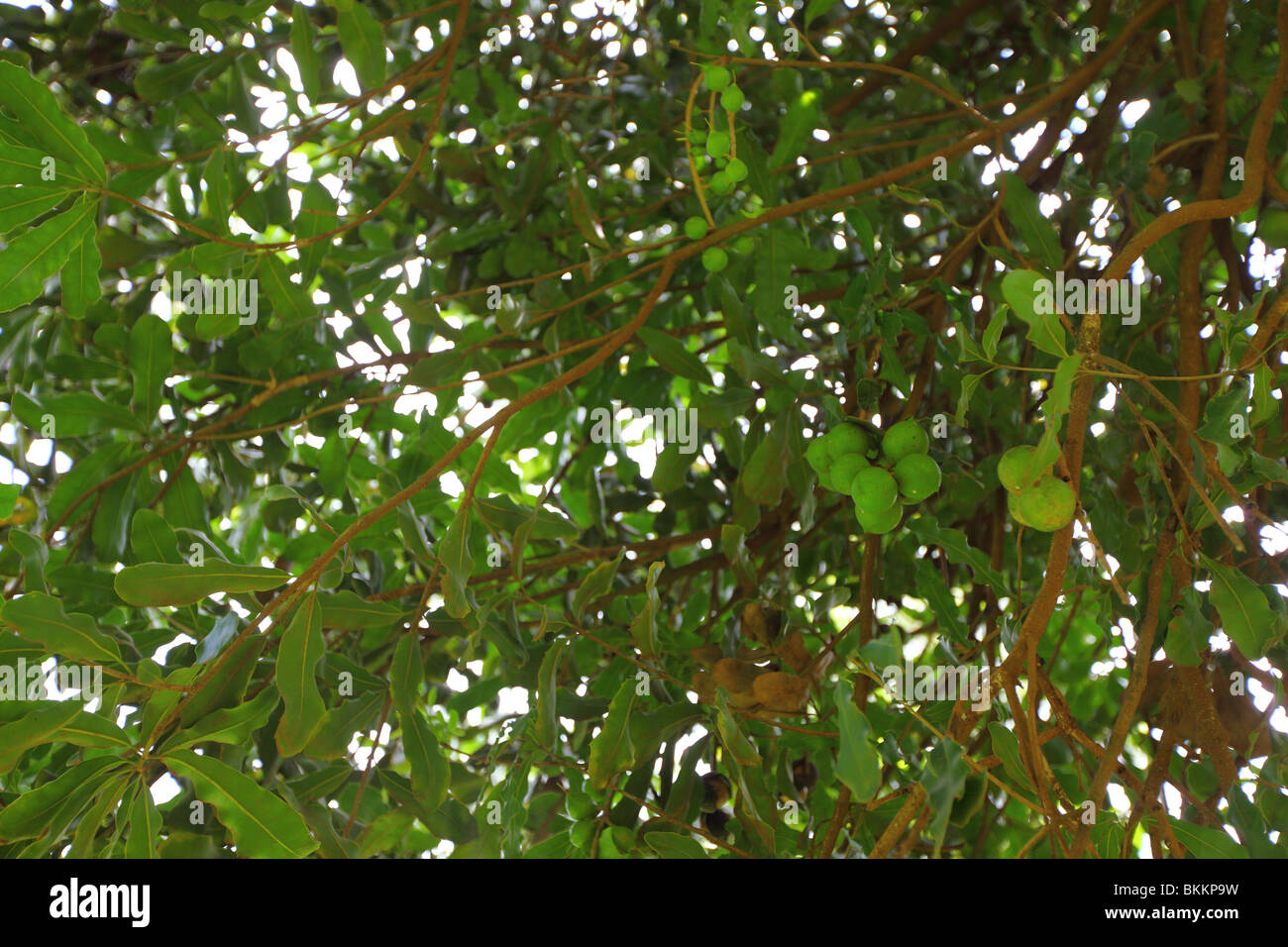Macadamia Africa High Resolution Stock Photography and Images - Alamy