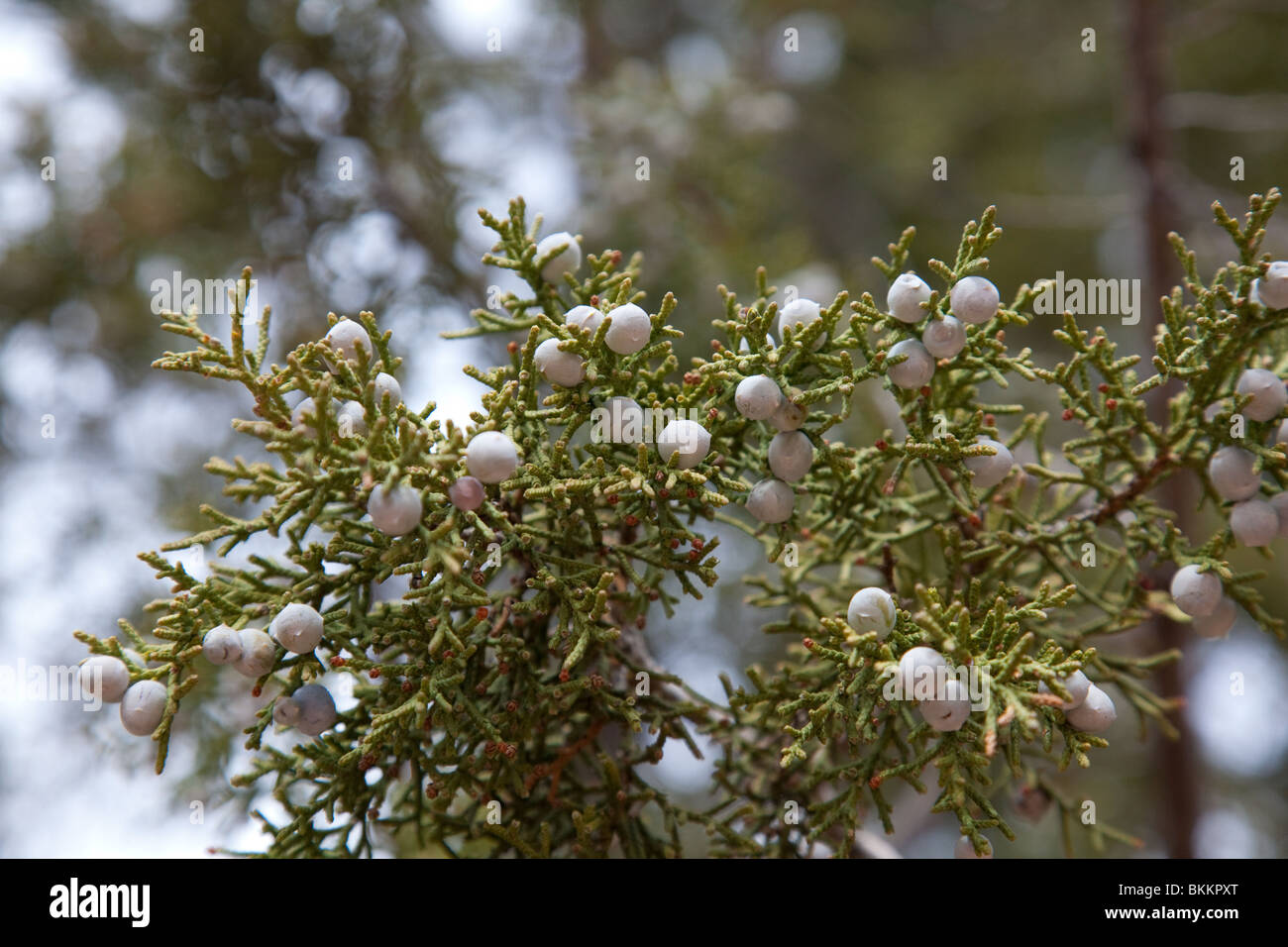 Gin juniper hi-res stock photography and images - Alamy