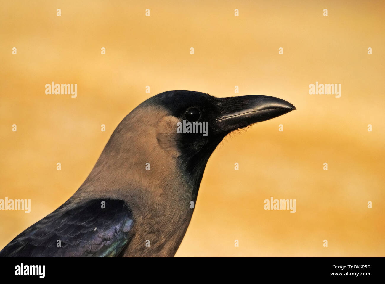 Black crow profile hi-res stock photography and images - Alamy
