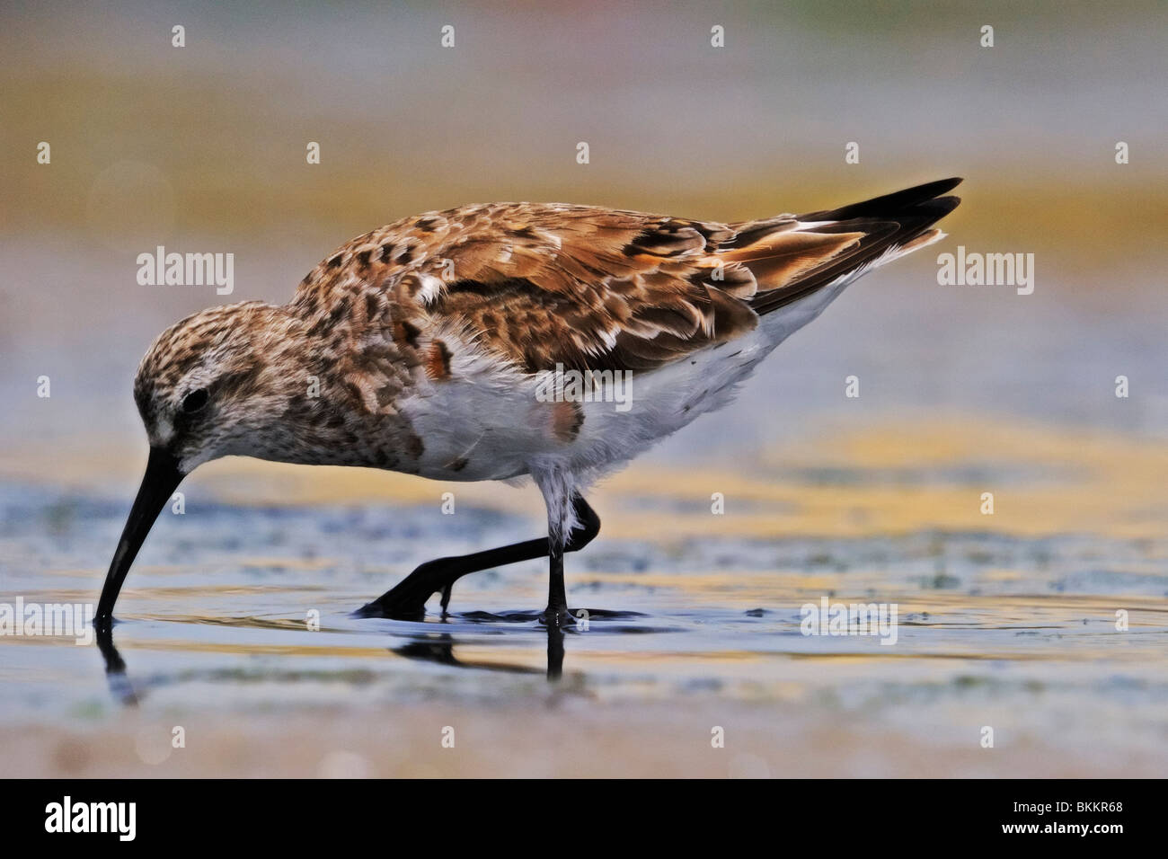 Indian wading birds hi-res stock photography and images - Alamy