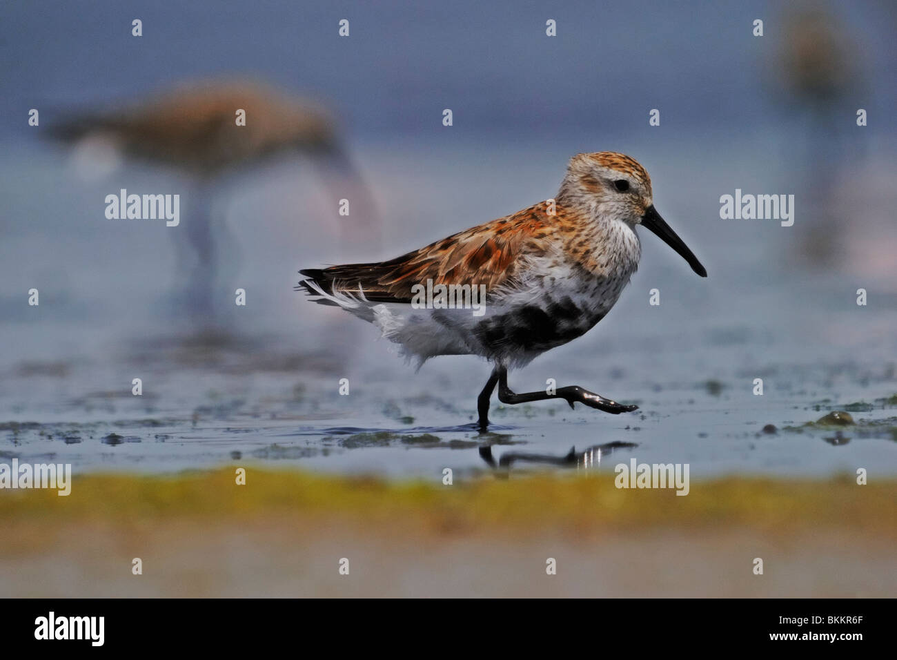 Indian wading birds hi-res stock photography and images - Alamy