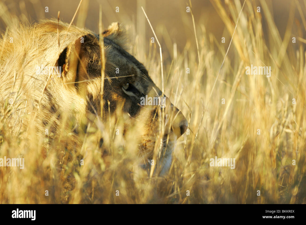 Lion Stalking Prey In Tall Grass