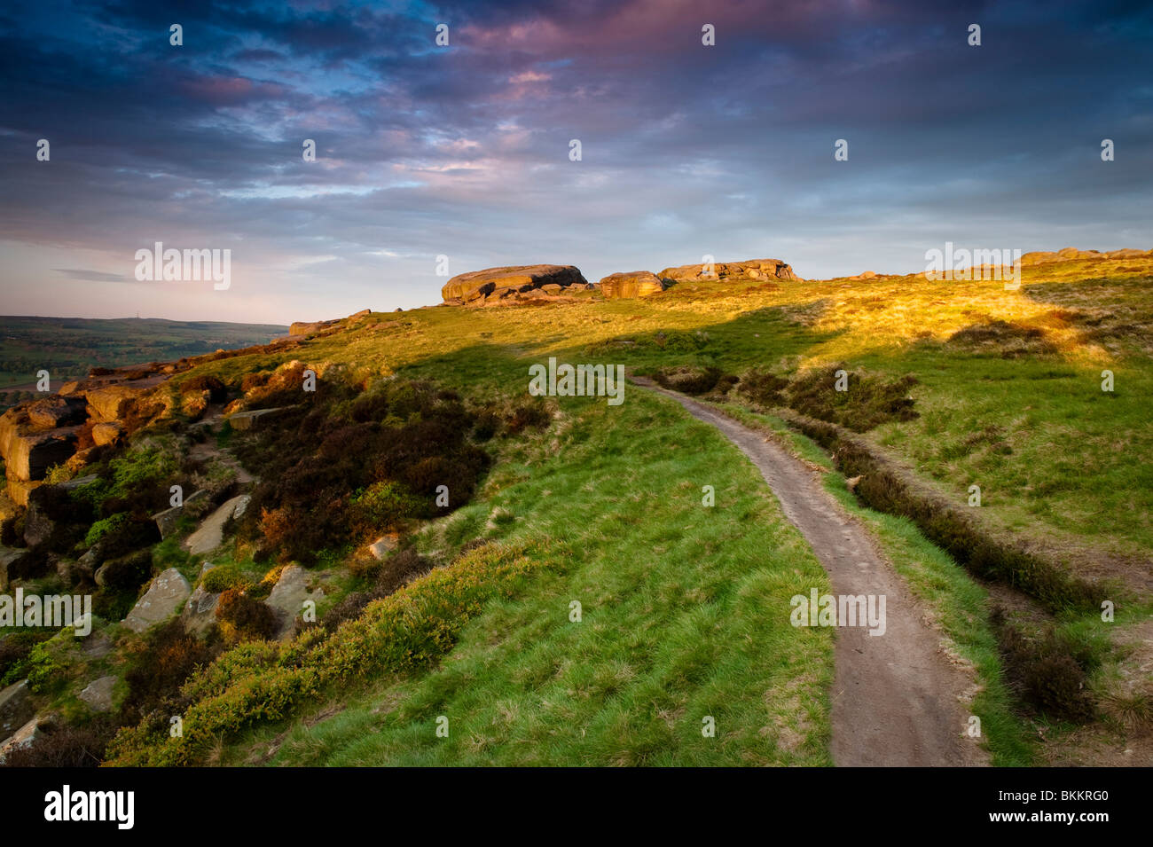 Pathway to cow and calf Stock Photo - Alamy