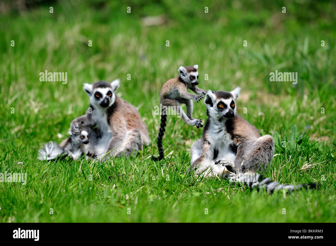 Jumping lemur hi-res stock photography and images - Alamy
