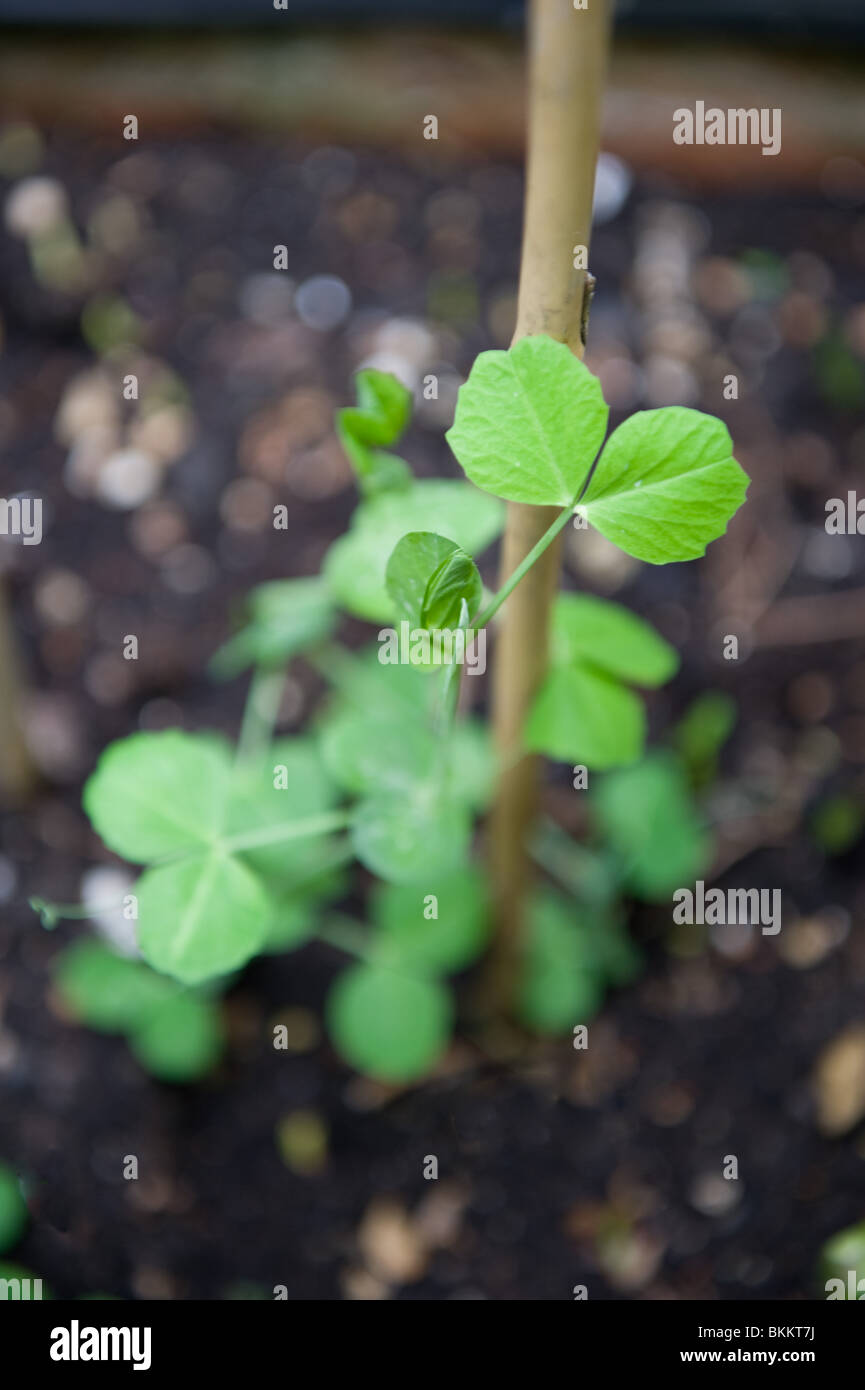 Young pea plants growing up canes in an urban garden, London UK Stock ...