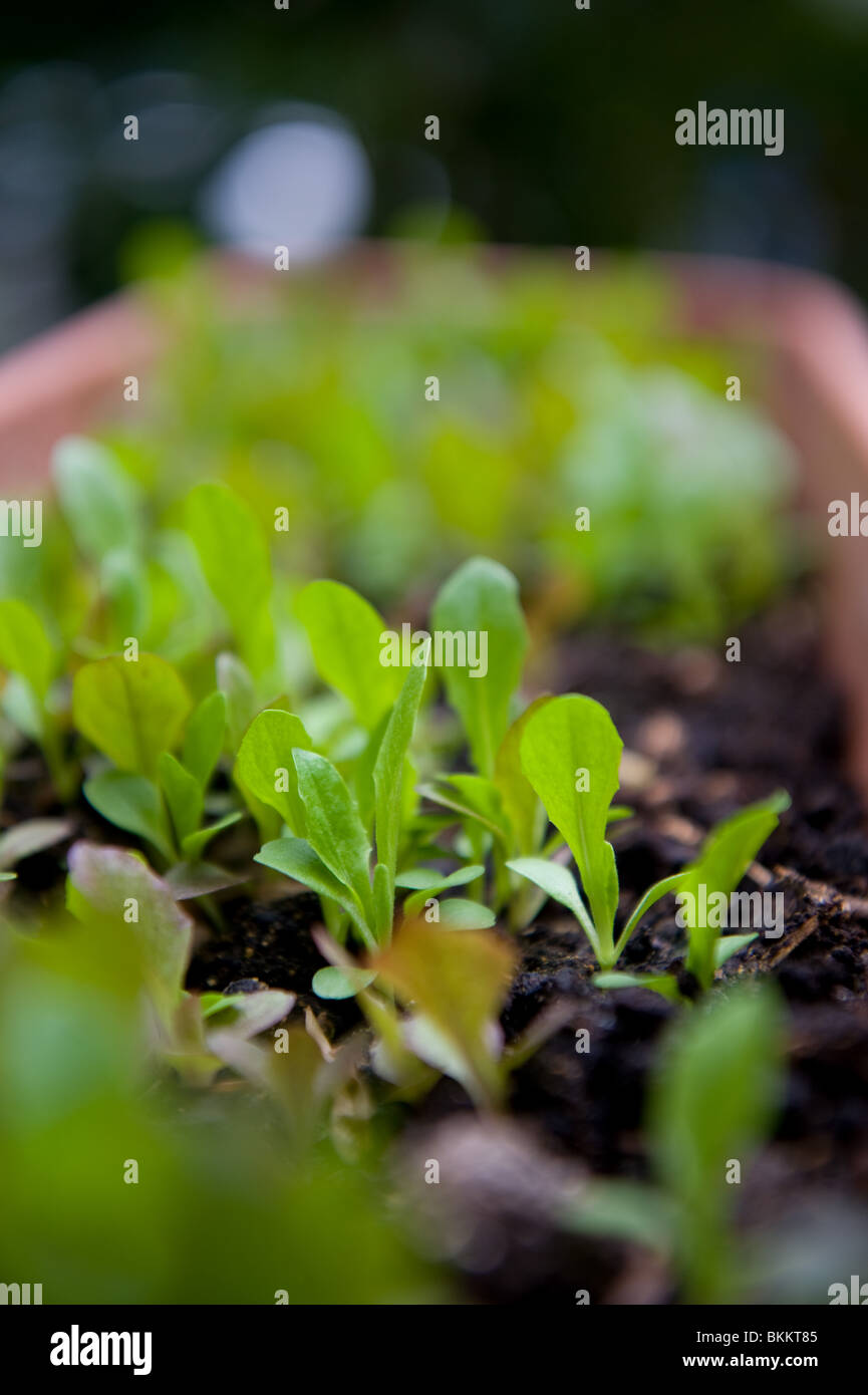 Young or baby salad leaf seedlings growing in a rectangular container ...