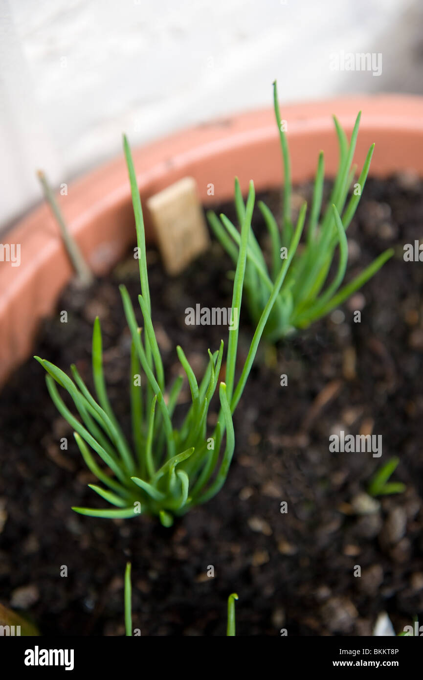 Young shallot hi-res stock photography and images - Alamy