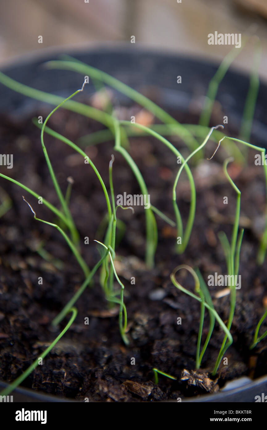 Baby Onion Plants