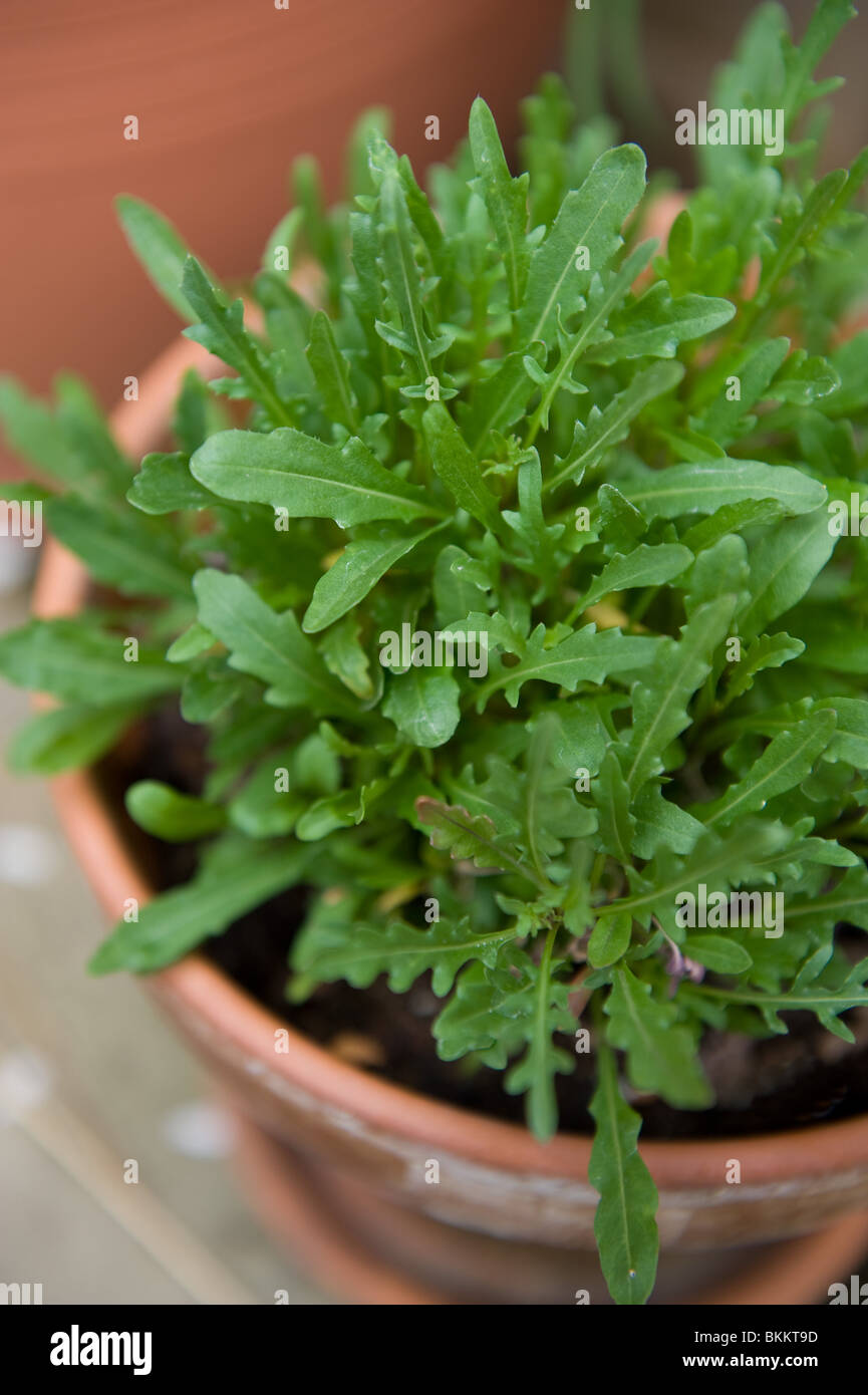 Edible rocket growing in a pot in an urban garden, London UK Stock ...