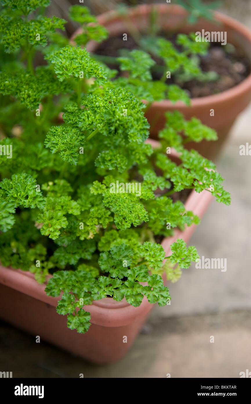 Curled parsley pot hi-res stock photography and images - Alamy