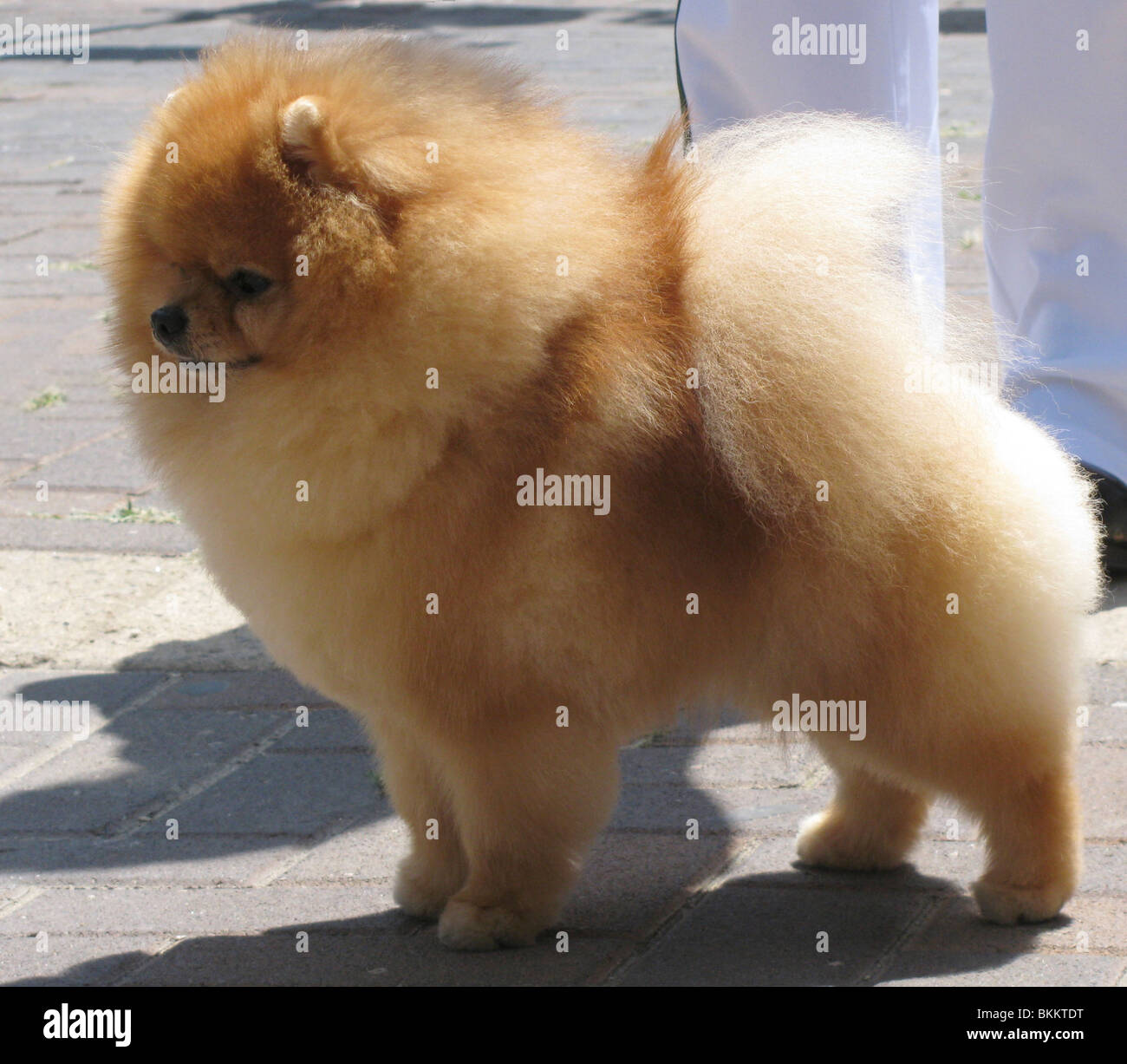 The Pomeranian (often known as a Pom) is a breed of dog of the Spitz ...