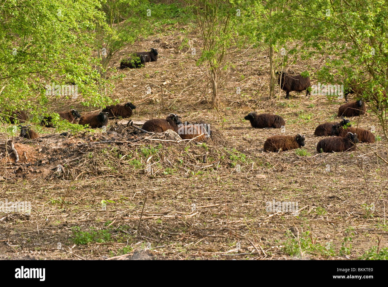 Group of hebridean sheep hi-res stock photography and images - Alamy