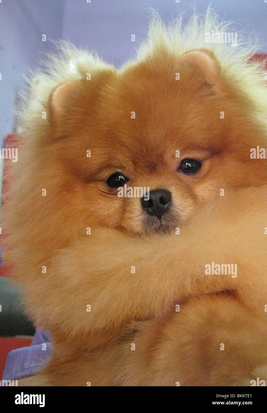 The Pomeranian (often known as a Pom) is a breed of dog of the Spitz ...