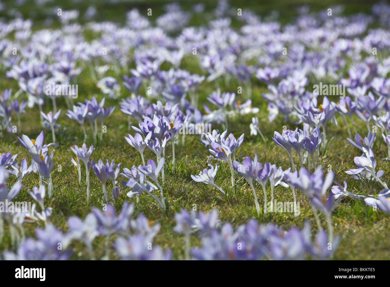 Pale blue crocuses in Spring on the lawns of St Andrews Square gardens ...