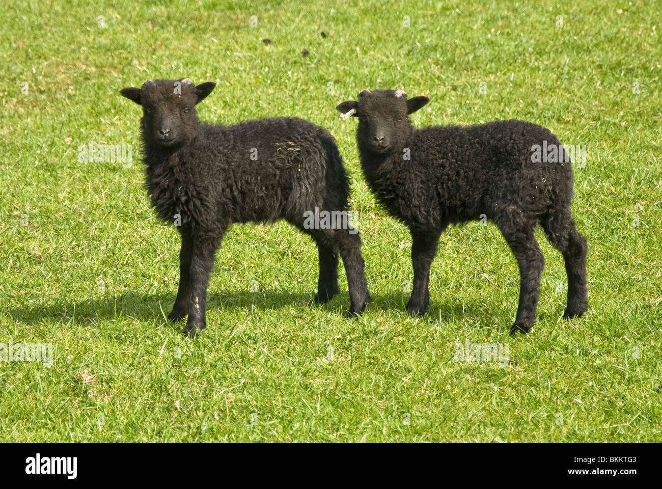 Twin hebridean lambs hi-res stock photography and images - Alamy