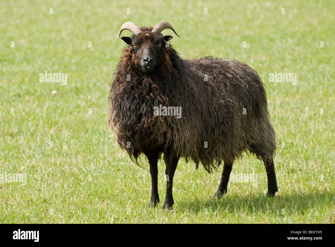 Hebridean lamb hi-res stock photography and images - Alamy