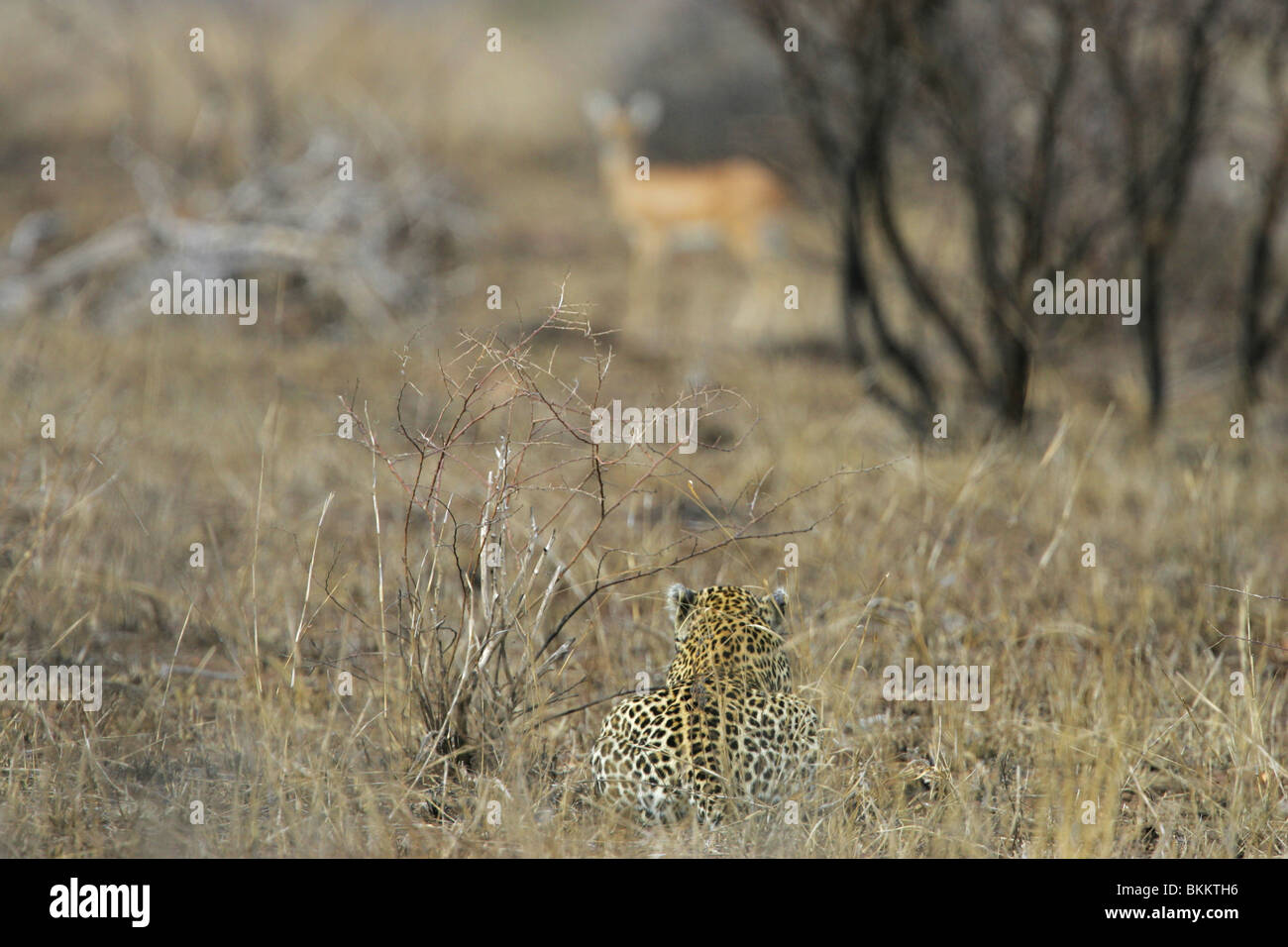 African Leopard stalking a steenbok, kruger park, south africa Stock ...