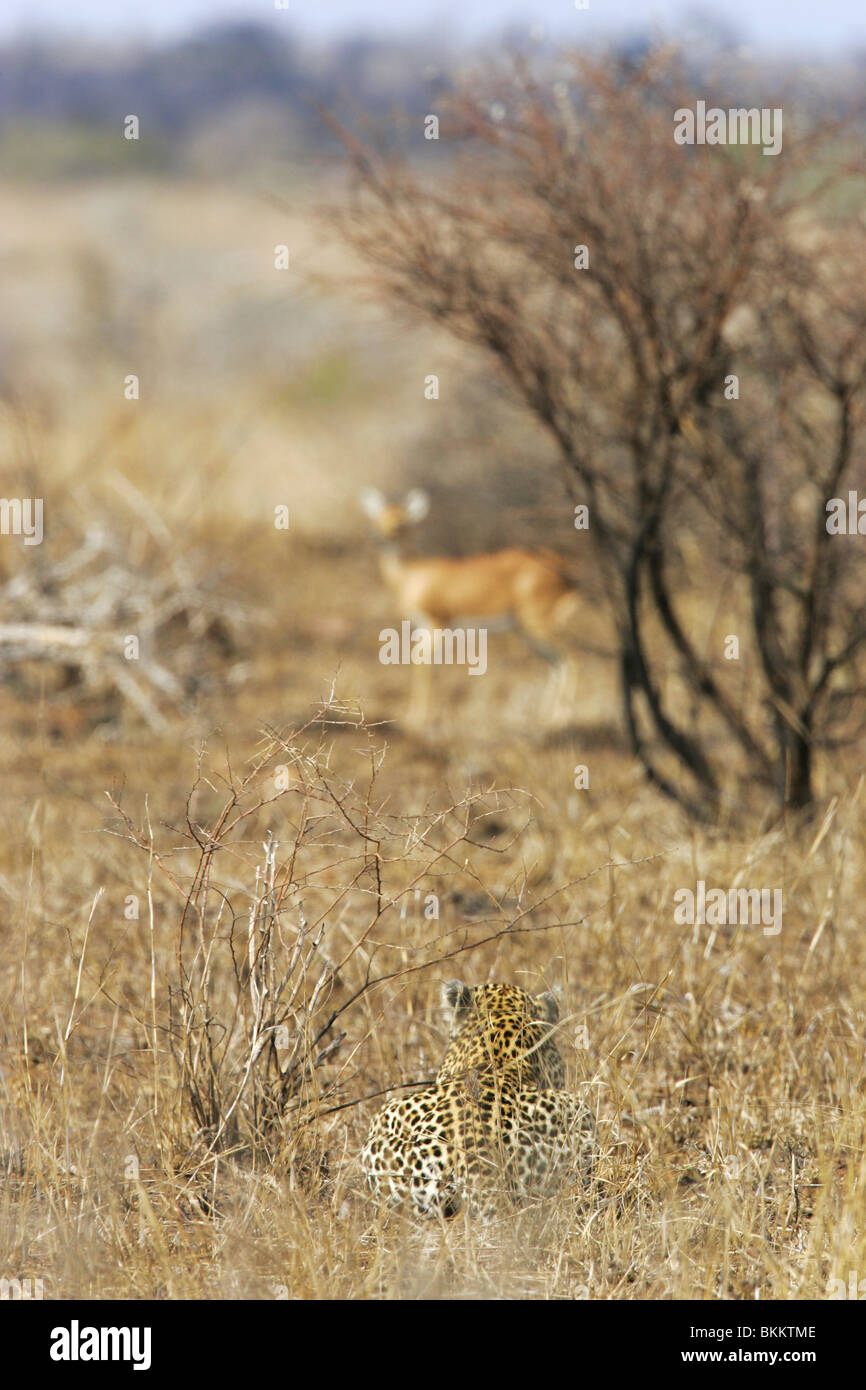 Leopard stalking prey hi-res stock photography and images - Alamy