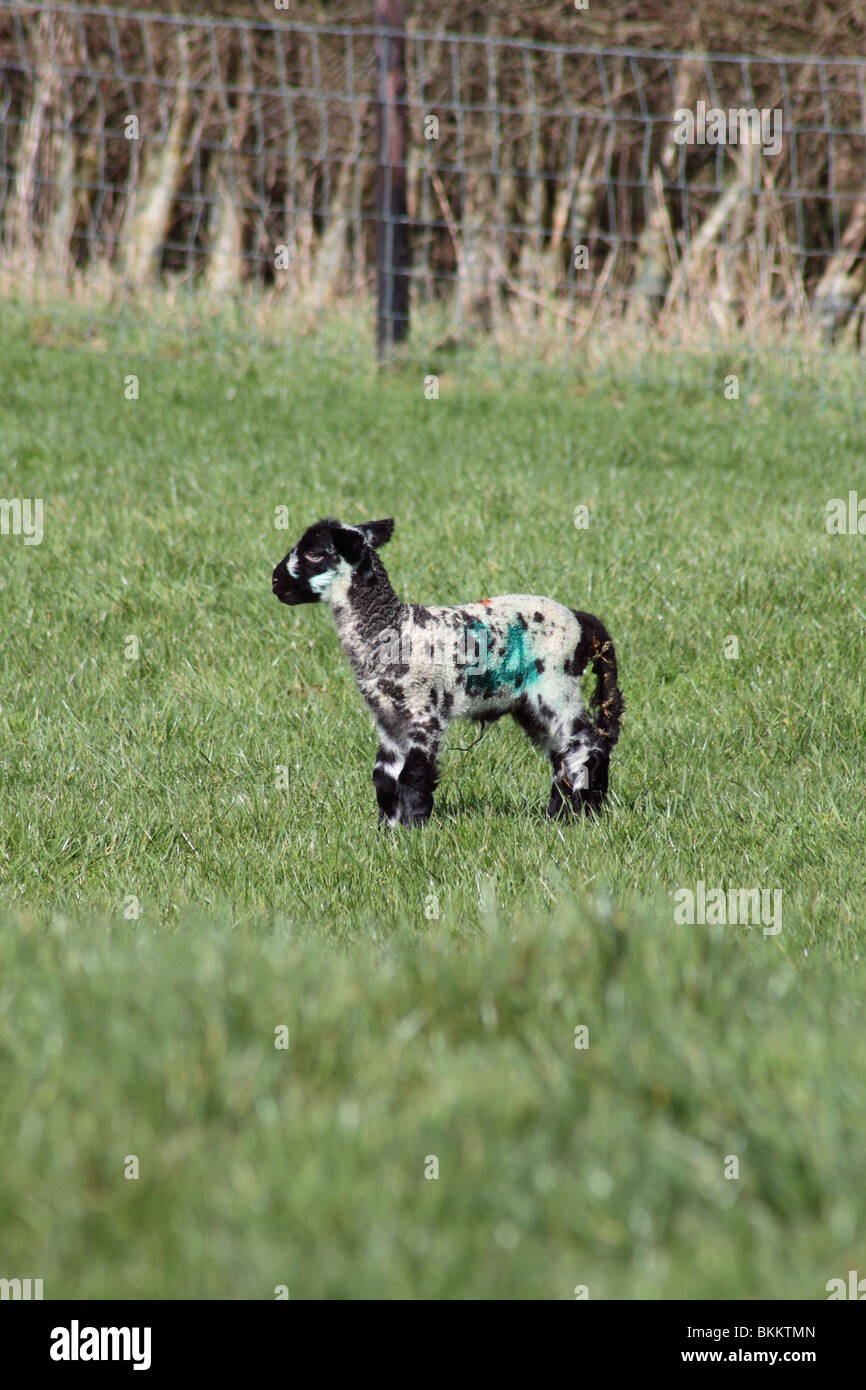 Sheep lamb with tail hi-res stock photography and images - Alamy
