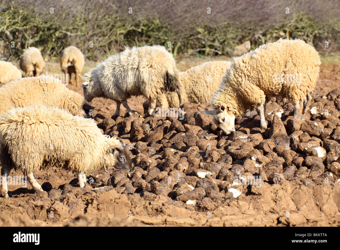 domestic sheep ovis aries ruminant mammal Stock Photo - Alamy